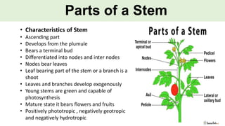 Procumbent Stem Examples