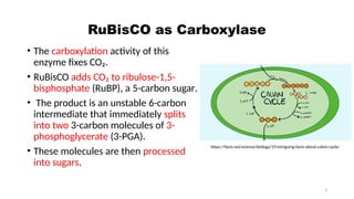 Modifications in RuBisCO system to enhance photosynthesis .pptx