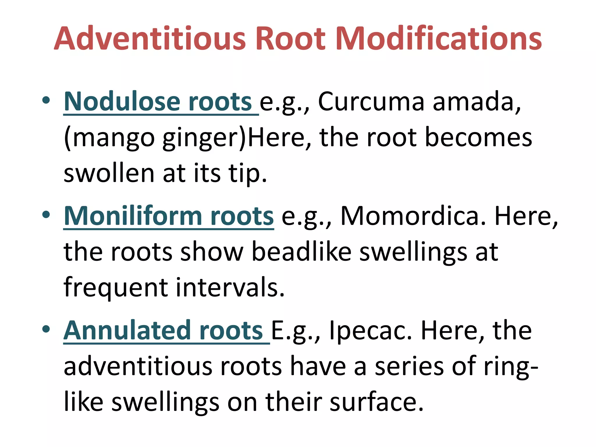 Modifications of roots | PPTX
