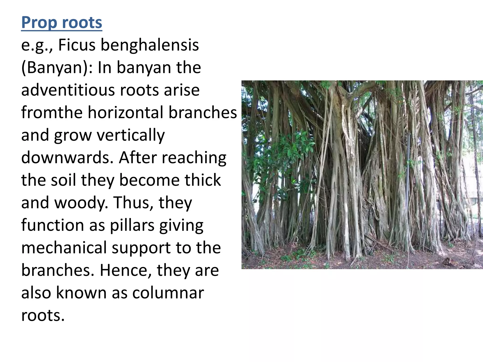 Modifications of roots | PPTX