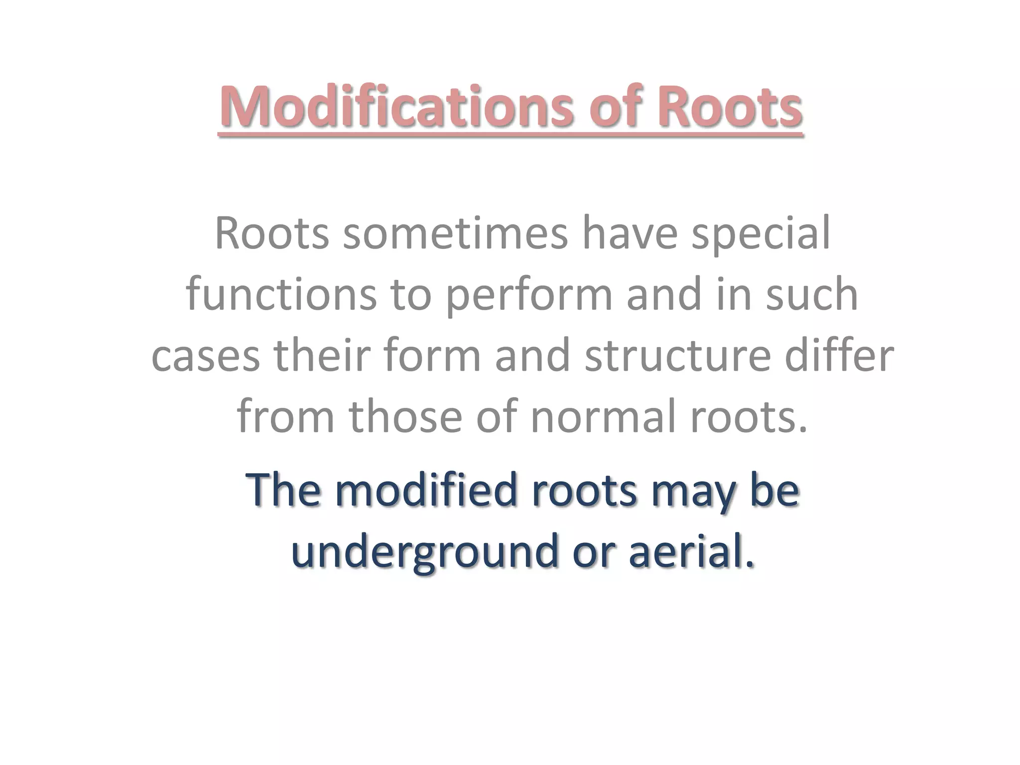 Modifications of roots | PPTX