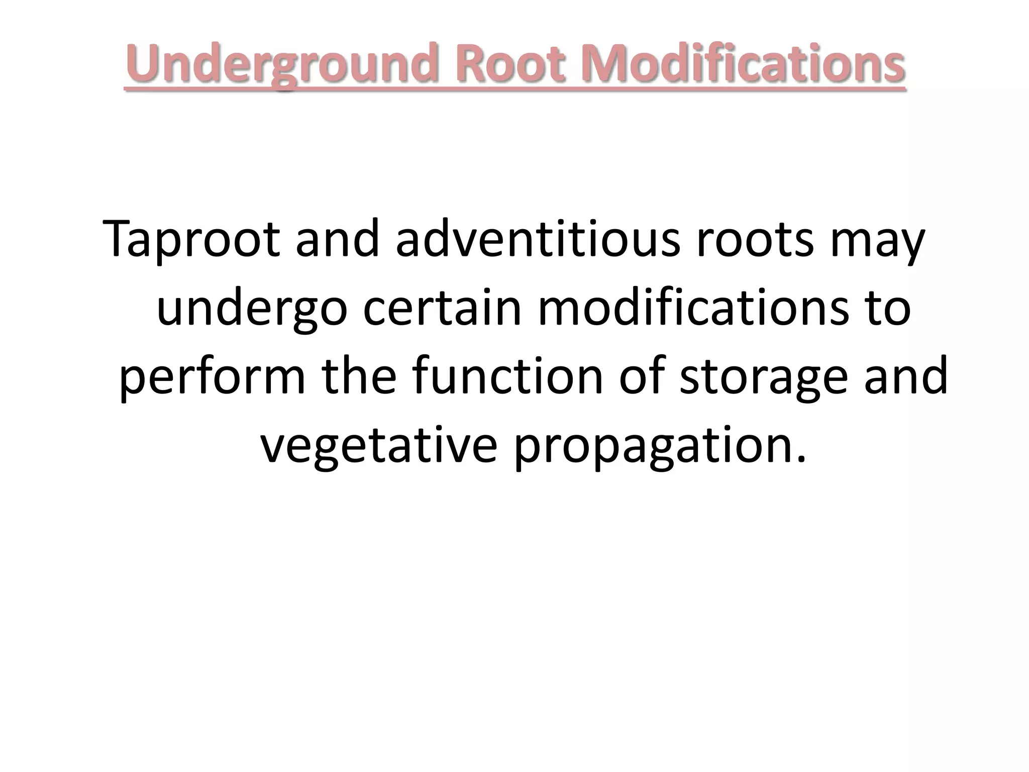 Modifications of roots | PPTX