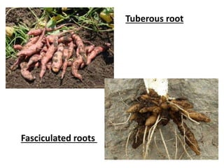 Modifications of roots | PPTX