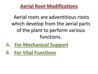 Modifications of roots | PPTX
