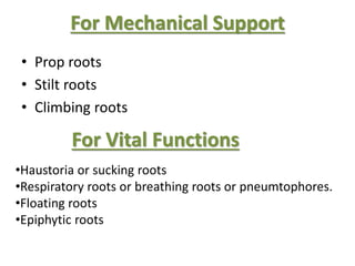 Modifications of roots | PPTX