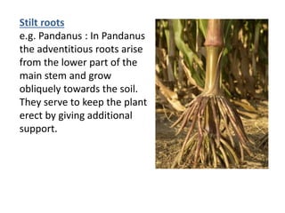 Modifications of roots | PPTX