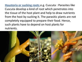 Modifications of roots | PPTX