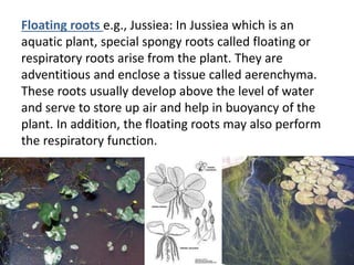 Modifications of roots | PPTX