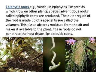 Modifications of roots | PPTX