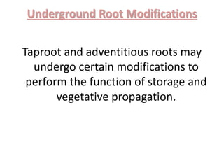 Modifications of roots | PPTX