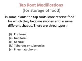 Modifications of roots | PPTX