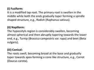 Modifications of roots | PPTX