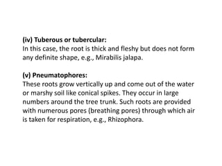 Modifications of roots | PPTX