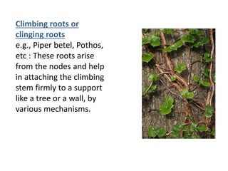 Climbing Roots Example
