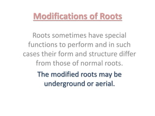 Modifications of roots | PPT