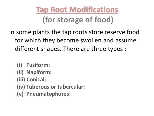 Modifications of roots