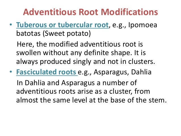 Modifications of roots