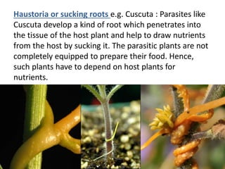 Modificationsofroots by pooja | PPTX