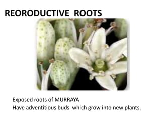 Modificationsofroots by pooja | PPTX