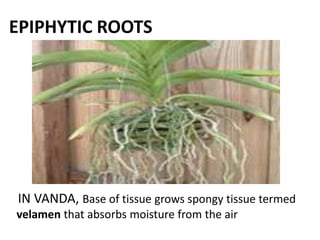 Epiphytic Roots