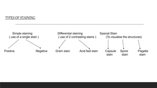 Staining techniques | PPTX | Chemistry | Science