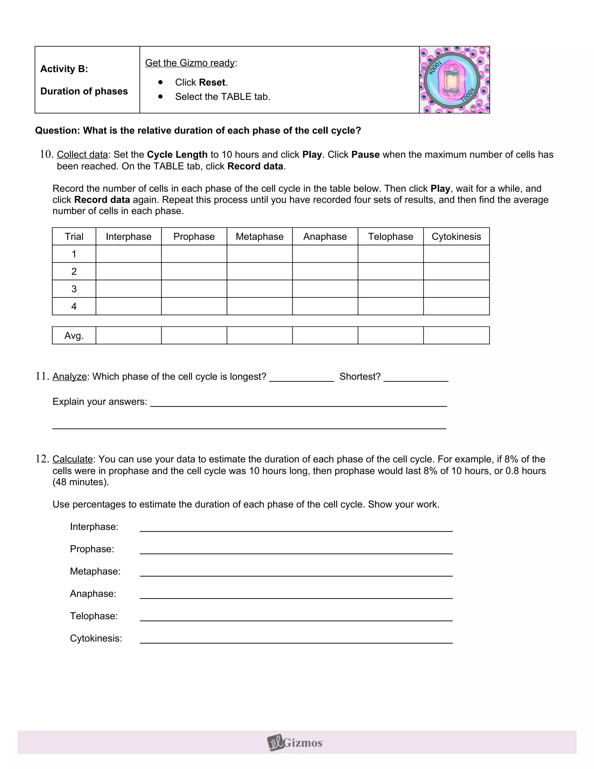 Modified cell division gizmo | DOC