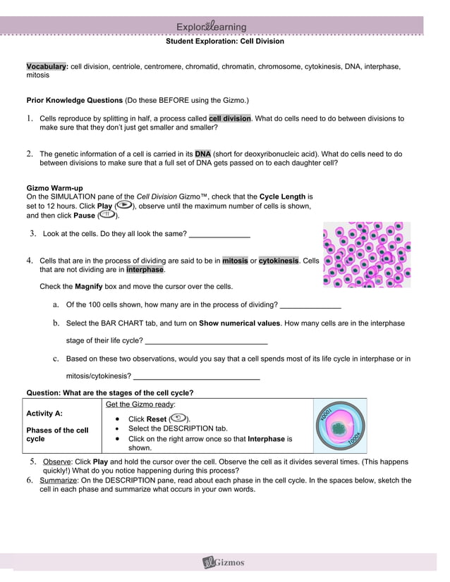 Modified cell division gizmo | DOC | Biological Sciences | Science