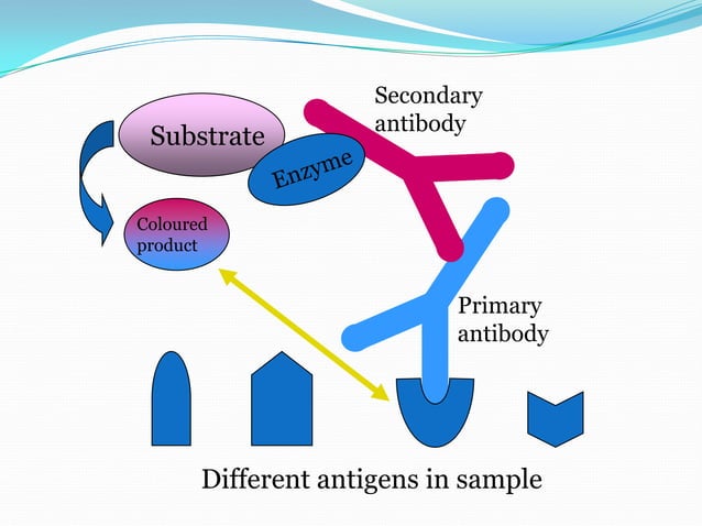 Modified elisa | PPTX | Infectious Diseases | Diseases and Conditions