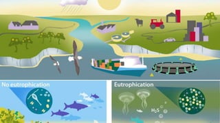 Eutrophication.pptx