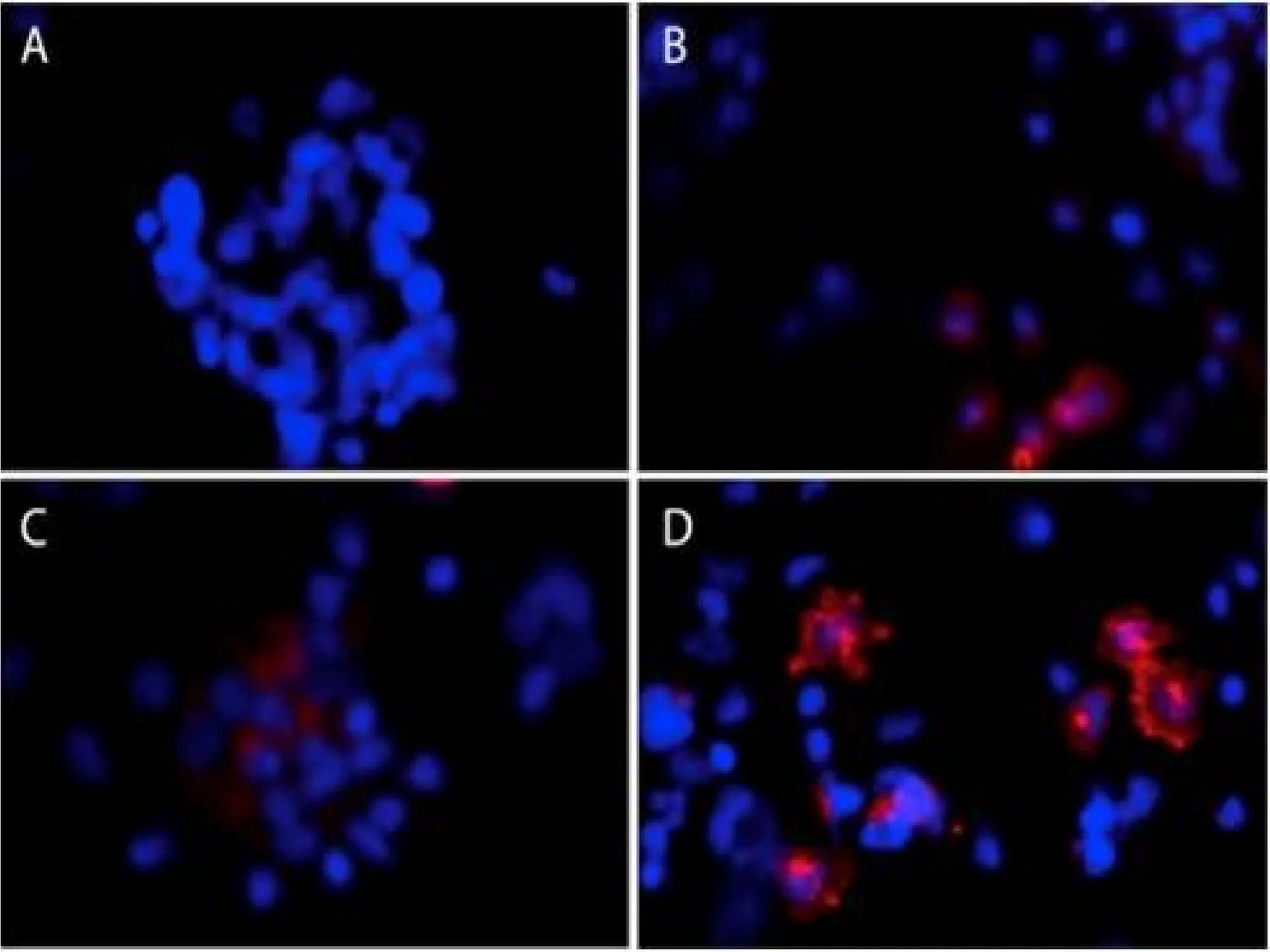 modified IF immunofluorescence practical.pptx