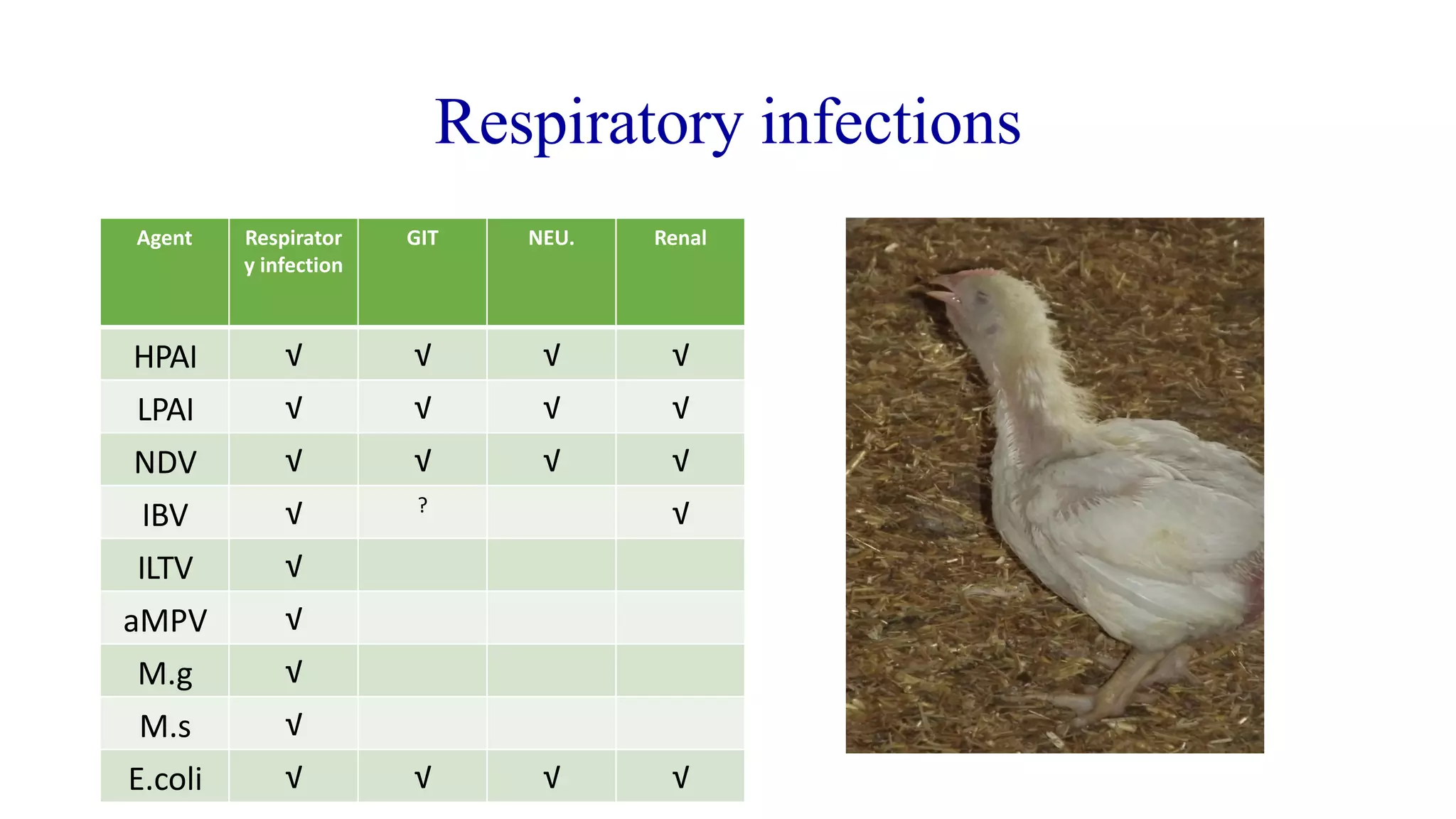 Poultry disease diagosis | PDF