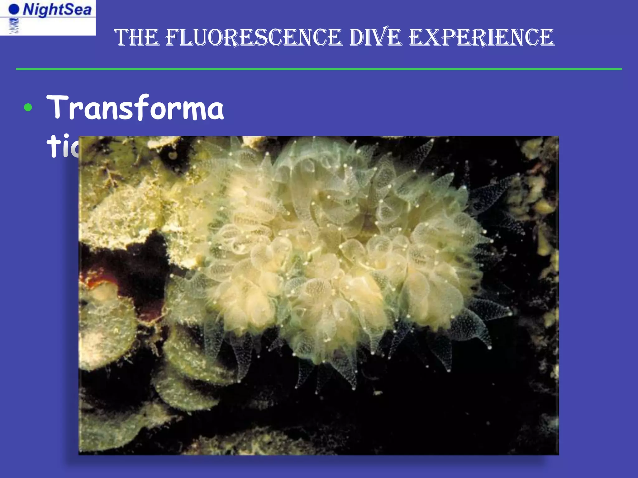 Modified night sea fluorescence_diving | PPTX