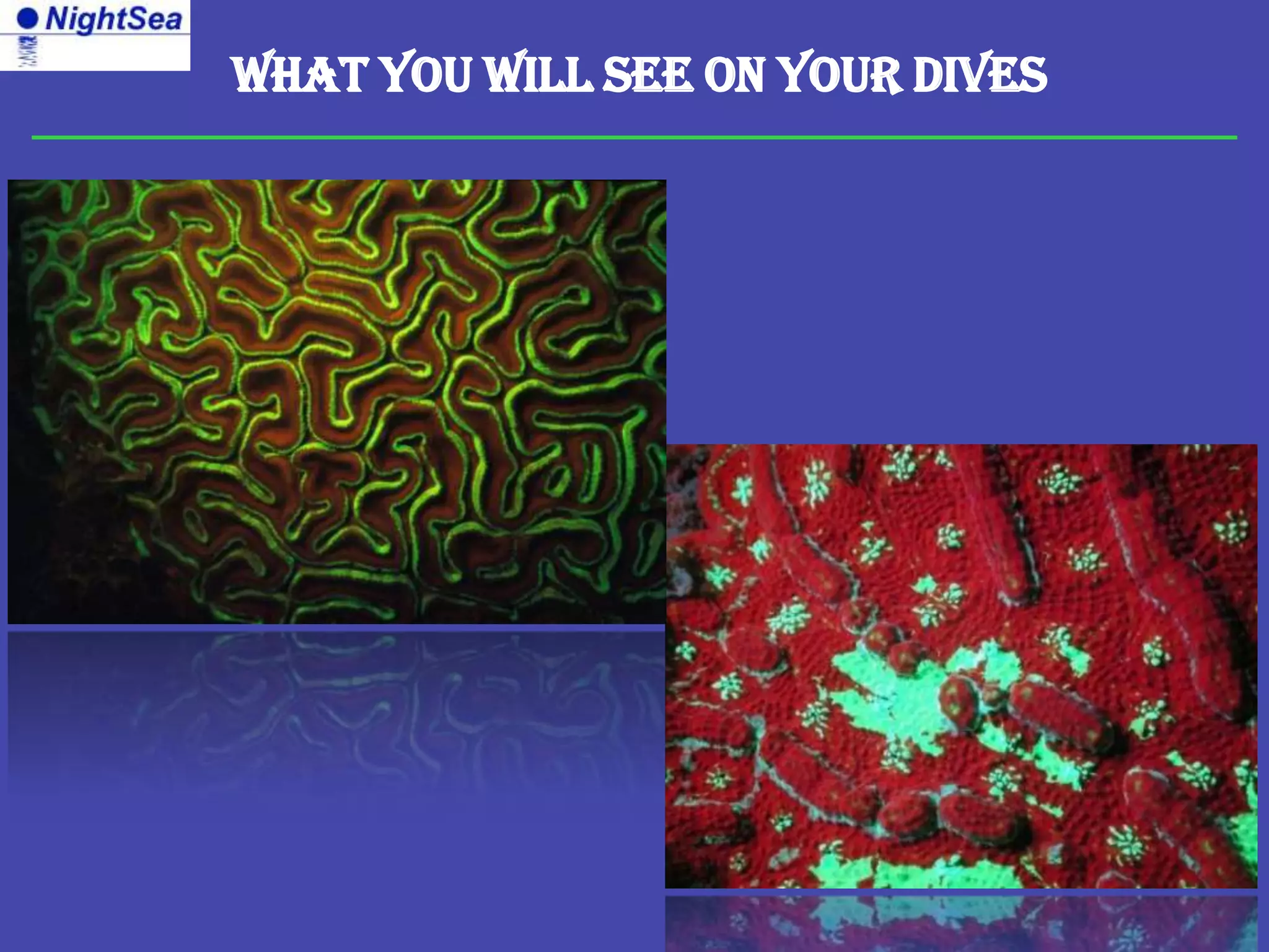 Modified night sea fluorescence_diving | PPTX