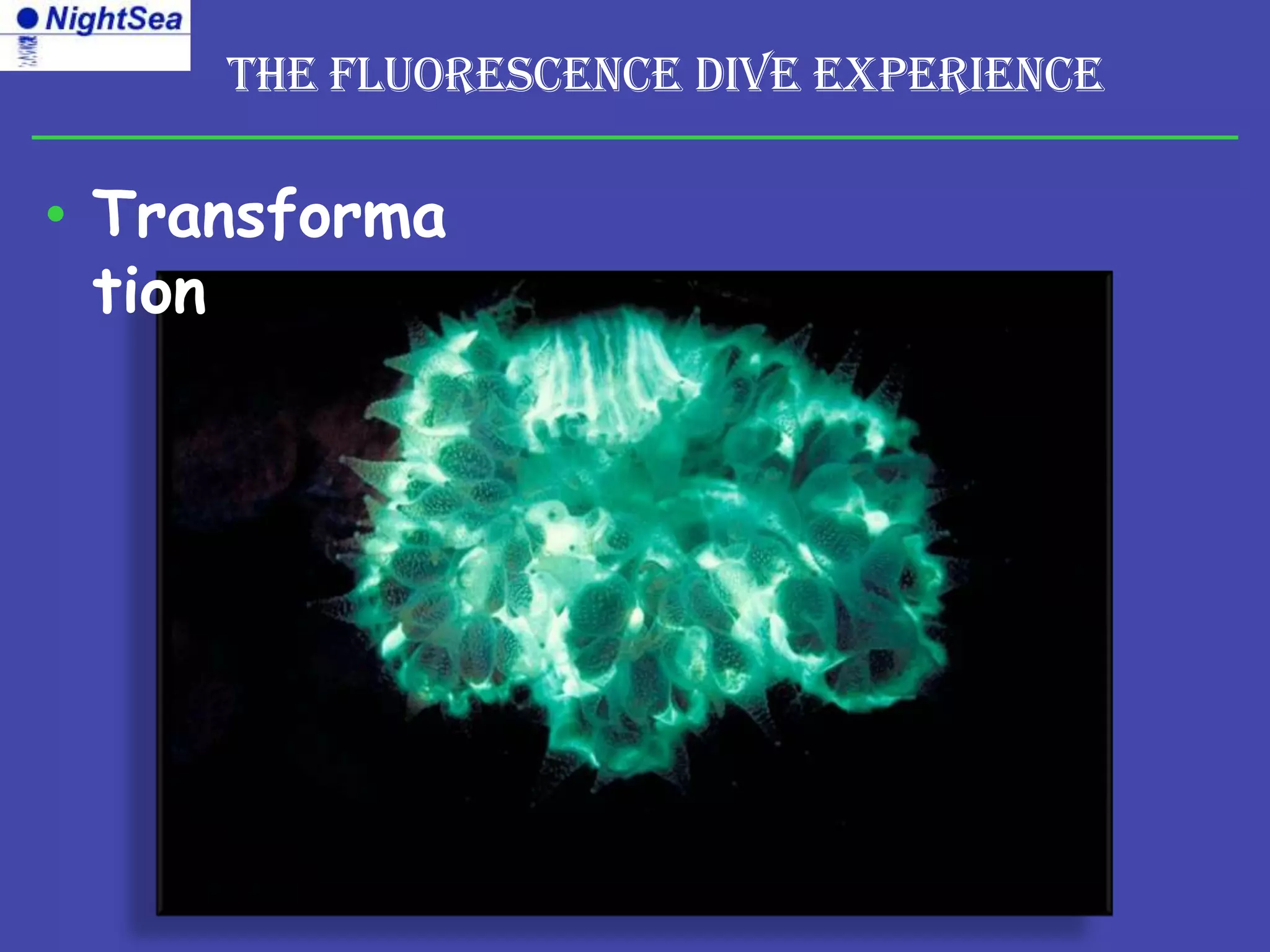 Modified night sea fluorescence_diving | PPTX