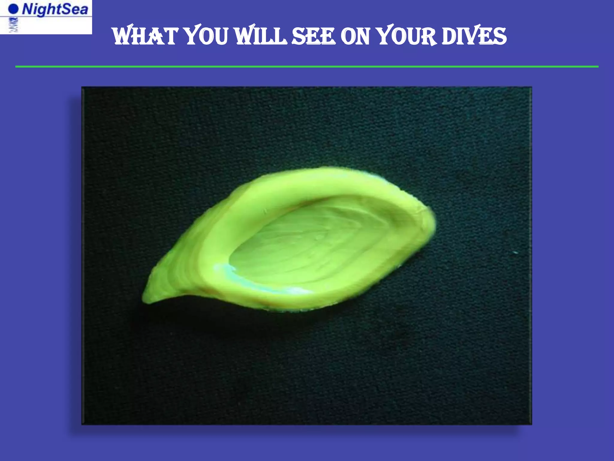 Modified night sea fluorescence_diving | PPTX