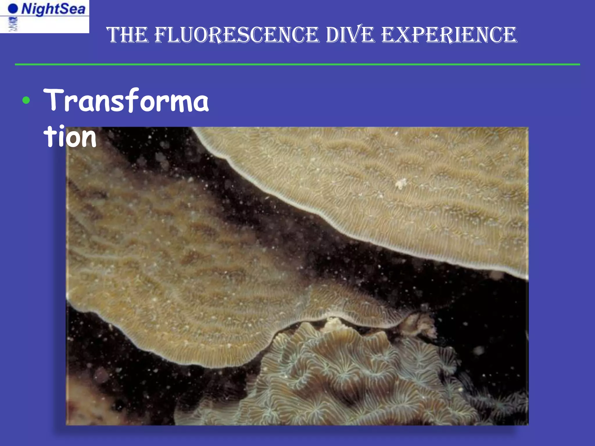 Modified night sea fluorescence_diving | PPTX