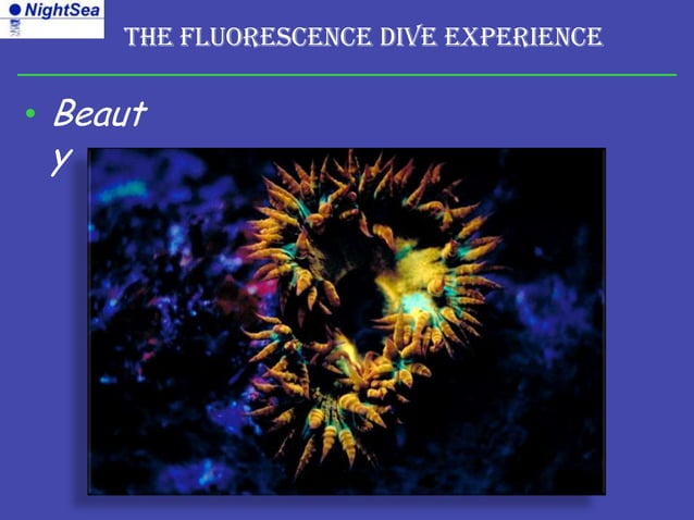 Modified night sea fluorescence_diving | PPTX