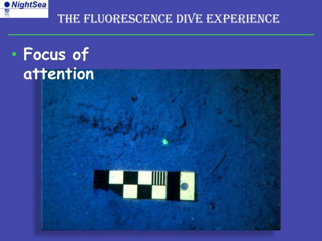 Modified night sea fluorescence_diving | PPTX