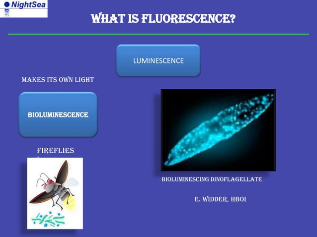 Modified night sea fluorescence_diving | PPTX