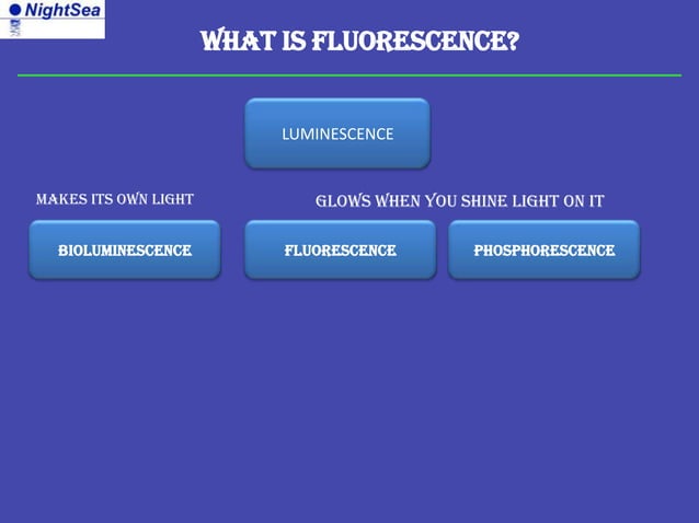 Modified night sea fluorescence_diving | PPTX