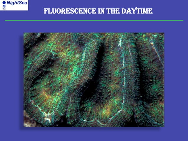 Modified night sea fluorescence_diving | PPTX