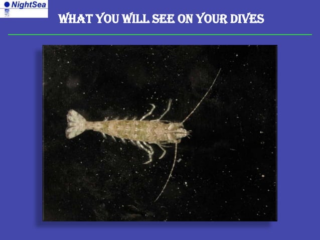 Modified night sea fluorescence_diving | PPTX