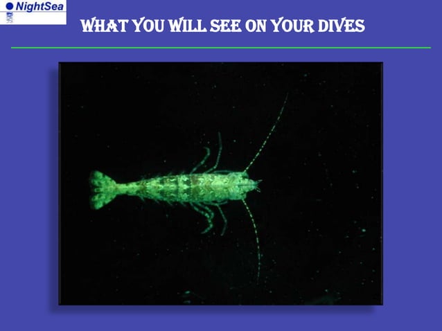 Modified night sea fluorescence_diving | PPTX