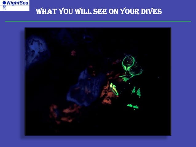 Modified night sea fluorescence_diving | PPTX