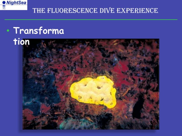 Modified night sea fluorescence_diving | PPTX