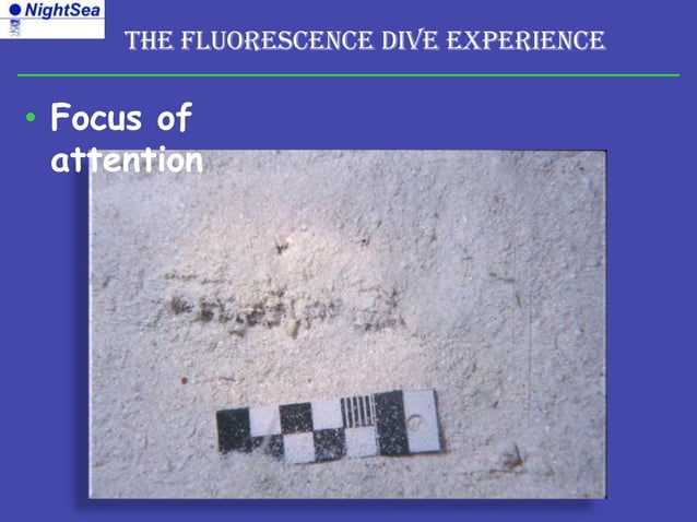 Modified night sea fluorescence_diving | PPTX
