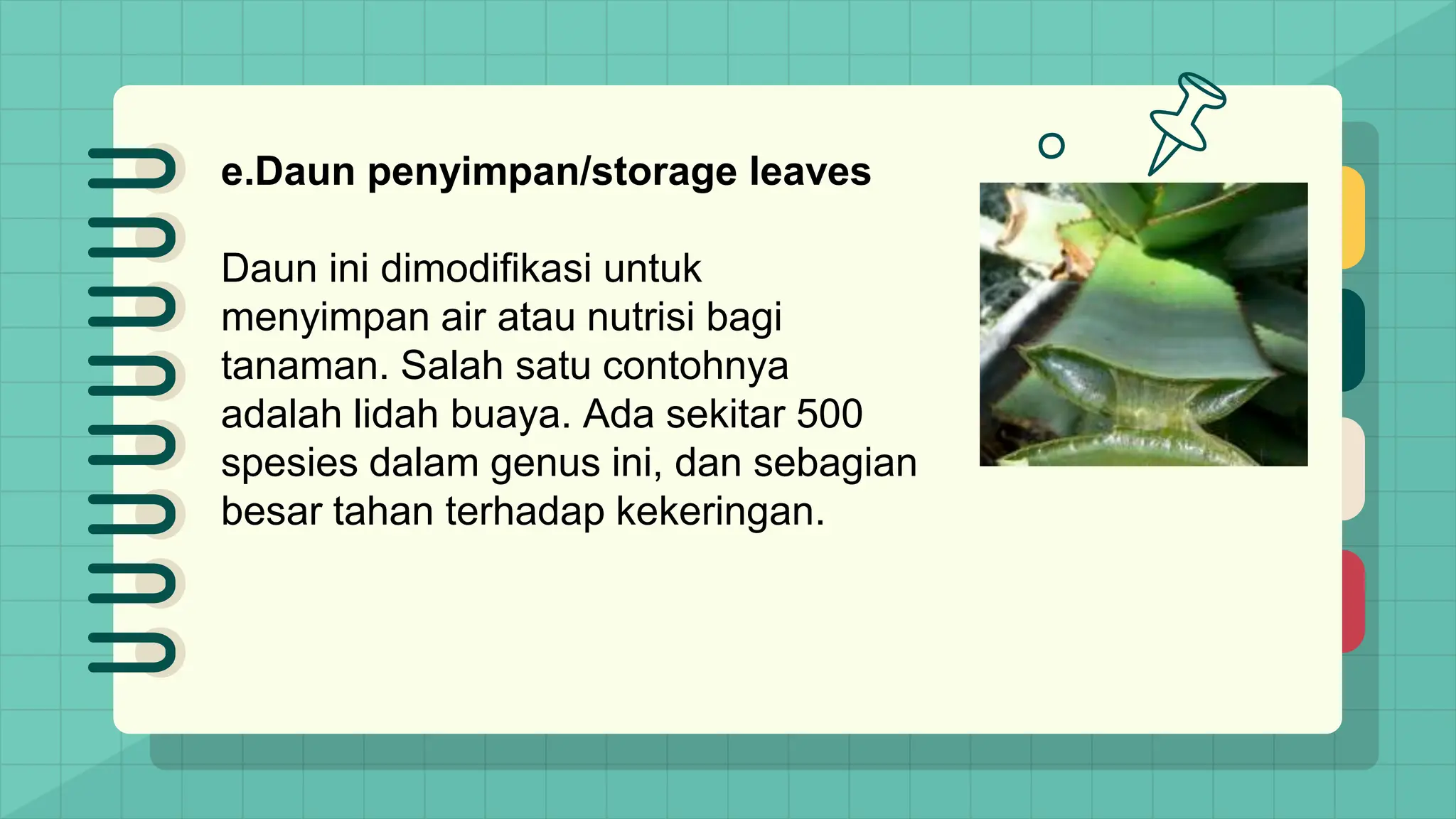 Modifikasi Daun pada tumbuhan darat .pptx