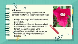 Modifikasi Daun pada tumbuhan darat .pptx