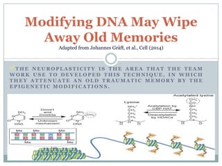 Modifying dna may wipe away old memories and | PPT