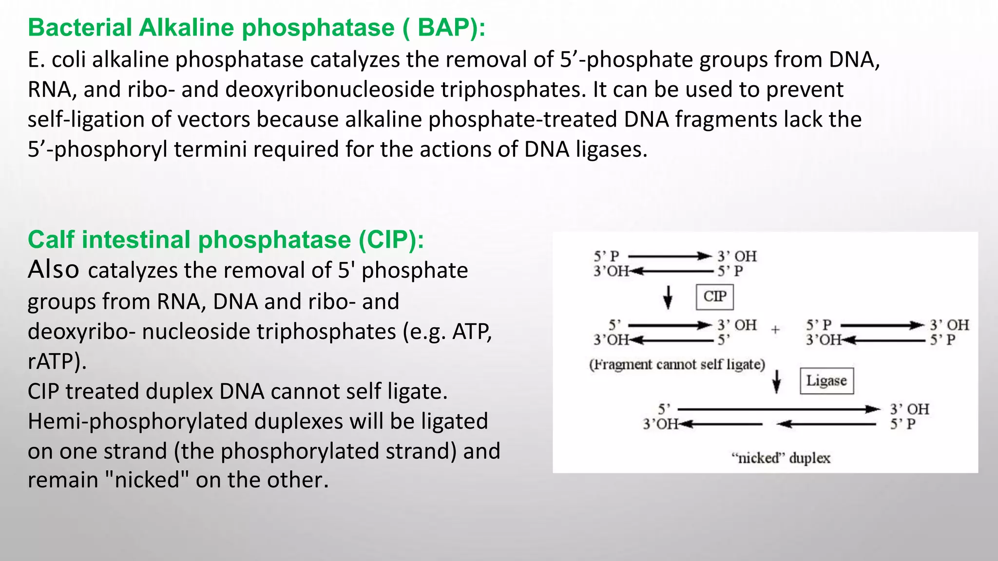 Modifying enzymes .pptx